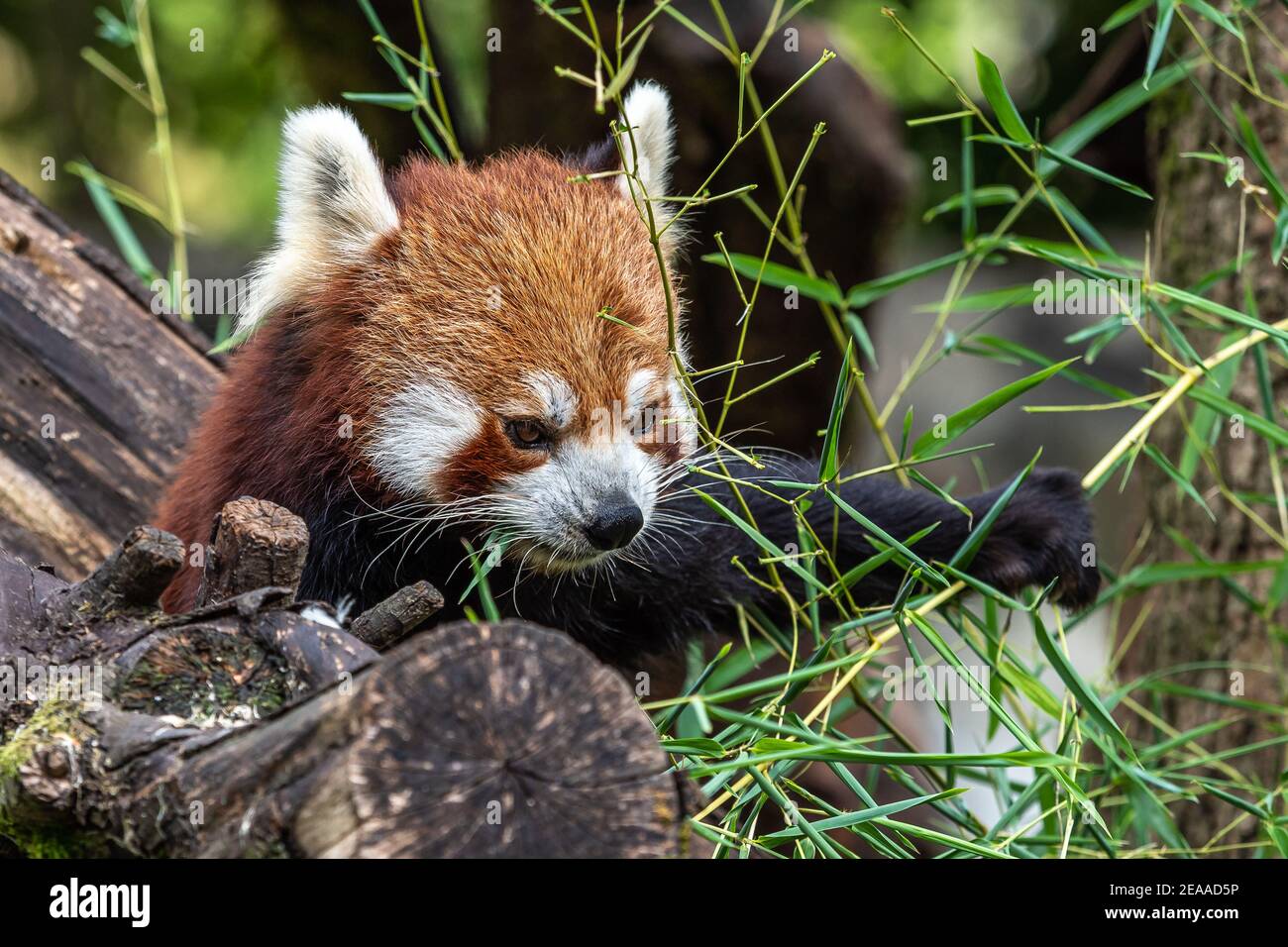 The red panda, Ailurus fulgens, also called the lesser panda and the ...