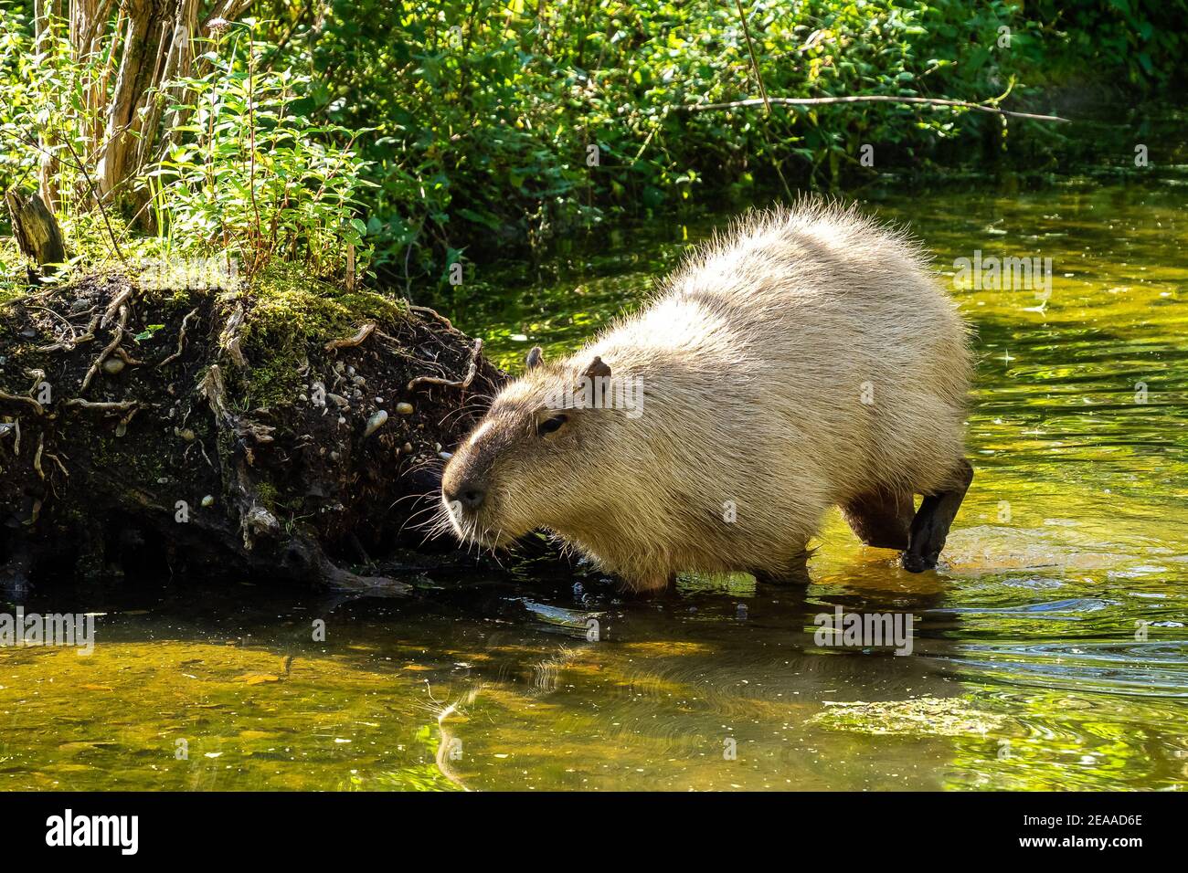 The capybara, Hydrochoerus hydrochaeris is a mammal native to South ...