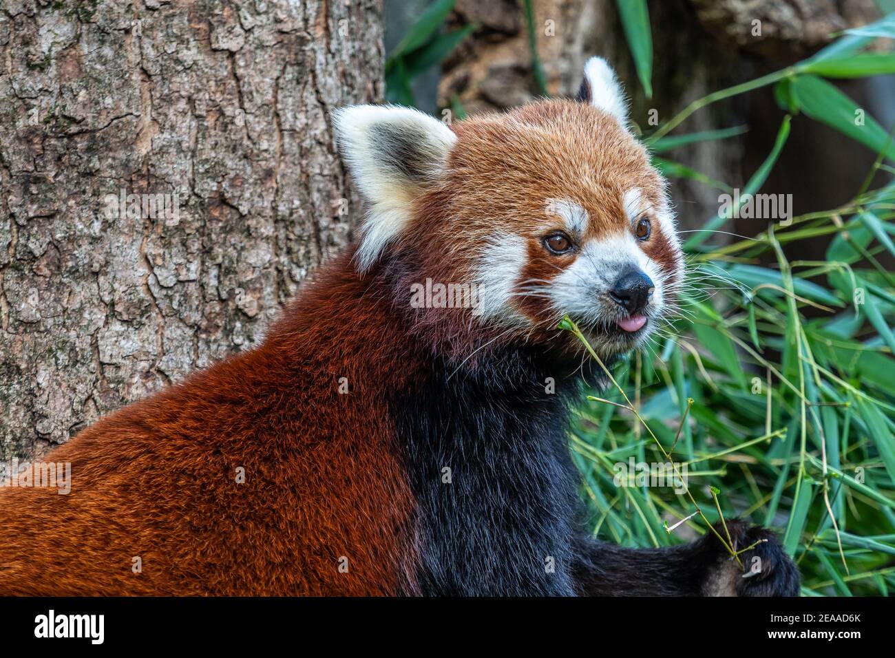 The red panda, Ailurus fulgens, also called the lesser panda and the ...