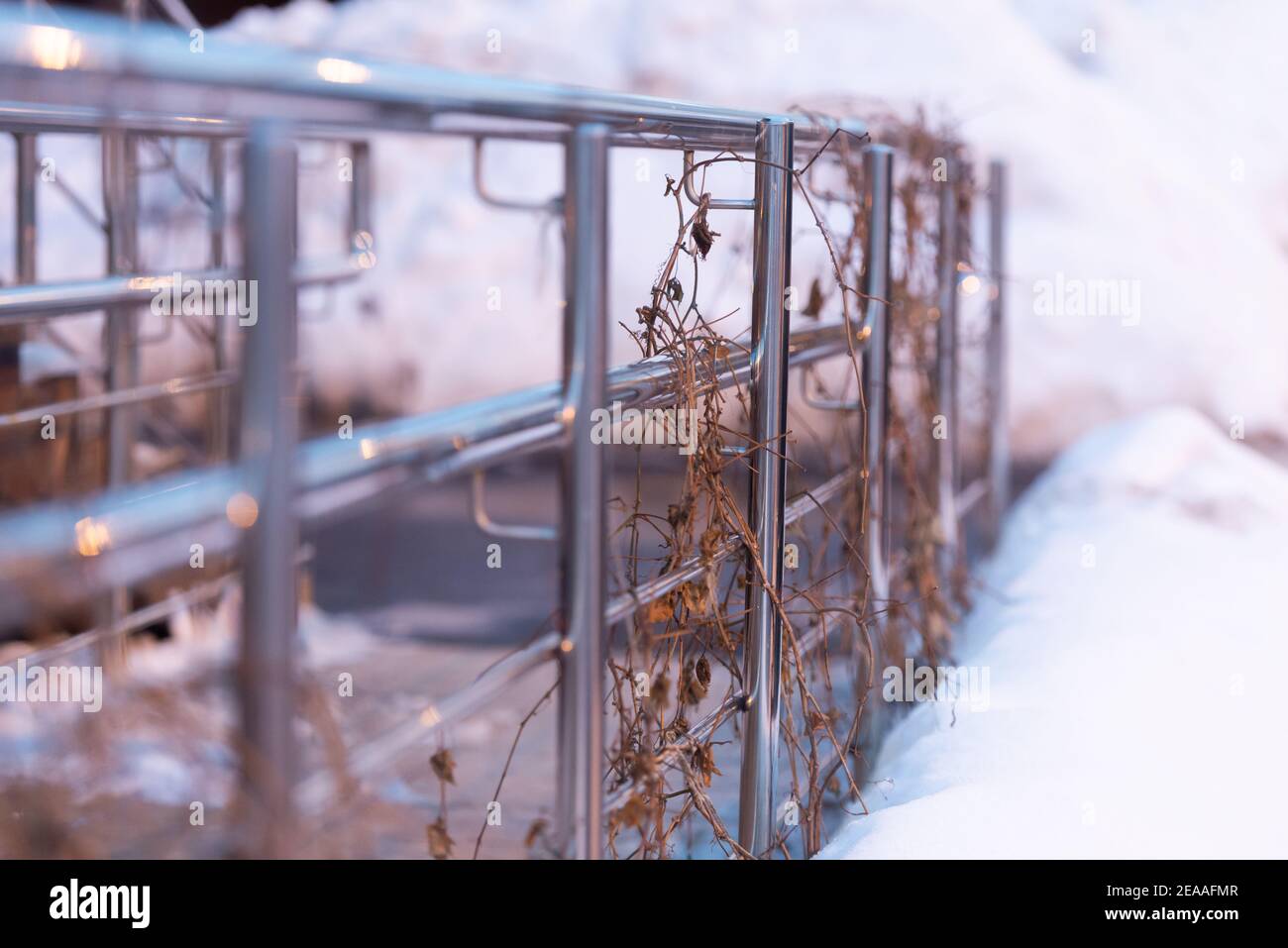 Stainless steel railing with wicker plants in winter. Ramp for descent ...