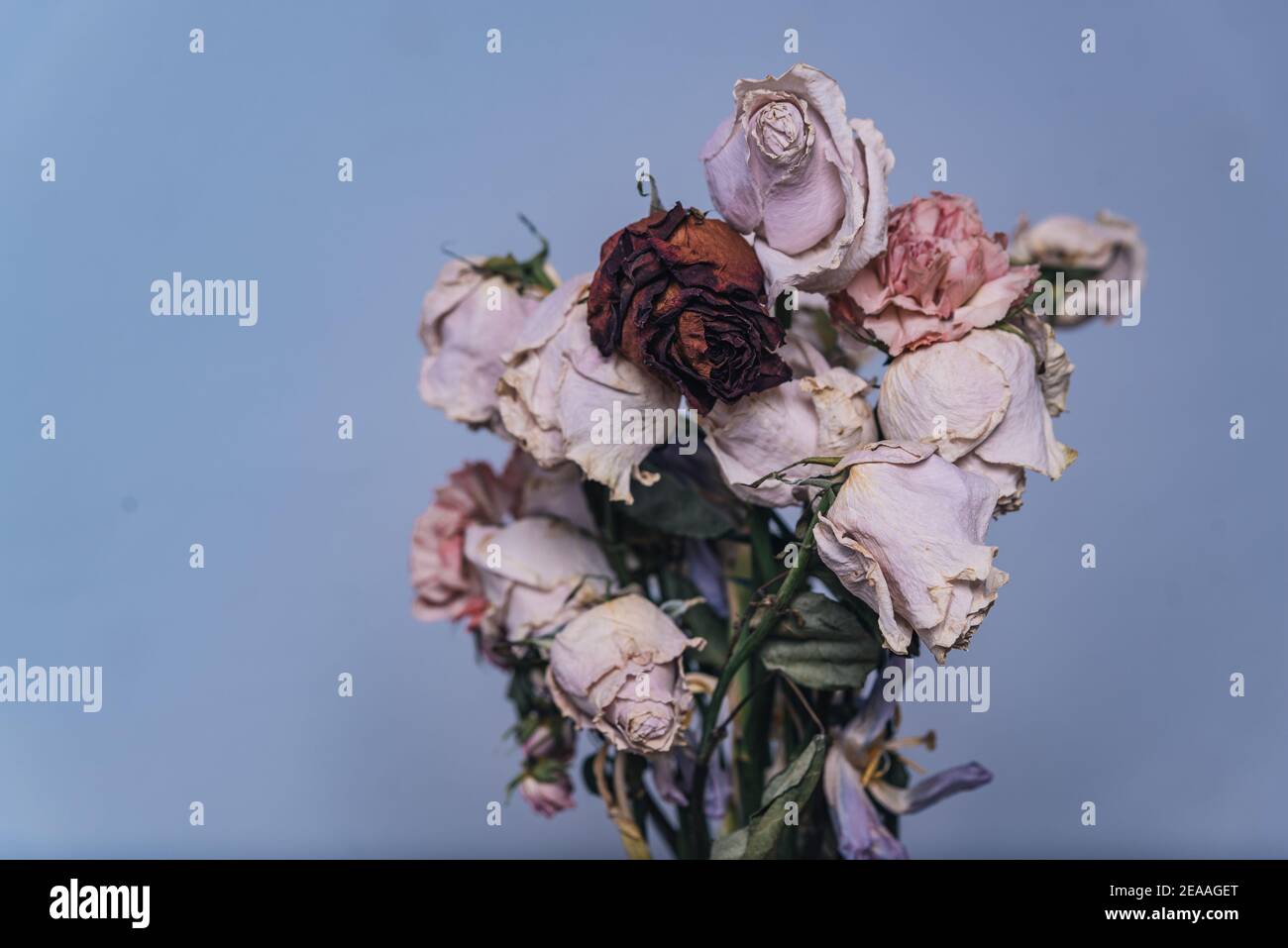 withered flowers bouquet on white background. dry petals and leaves ...