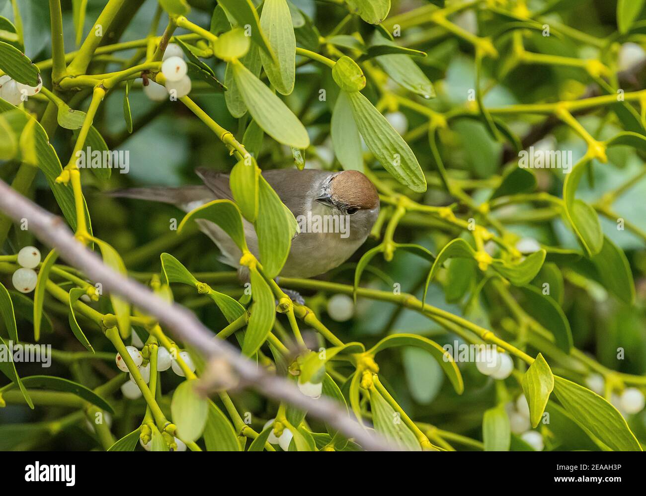 Female Blackcap, Sylvia atricapilla, in apple tree in winter, eating ...