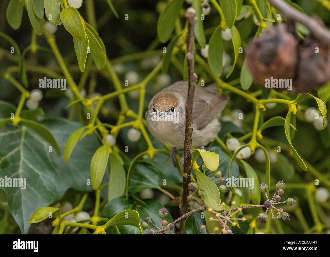 Female Blackcap, Sylvia atricapilla, in apple tree in winter, eating ...