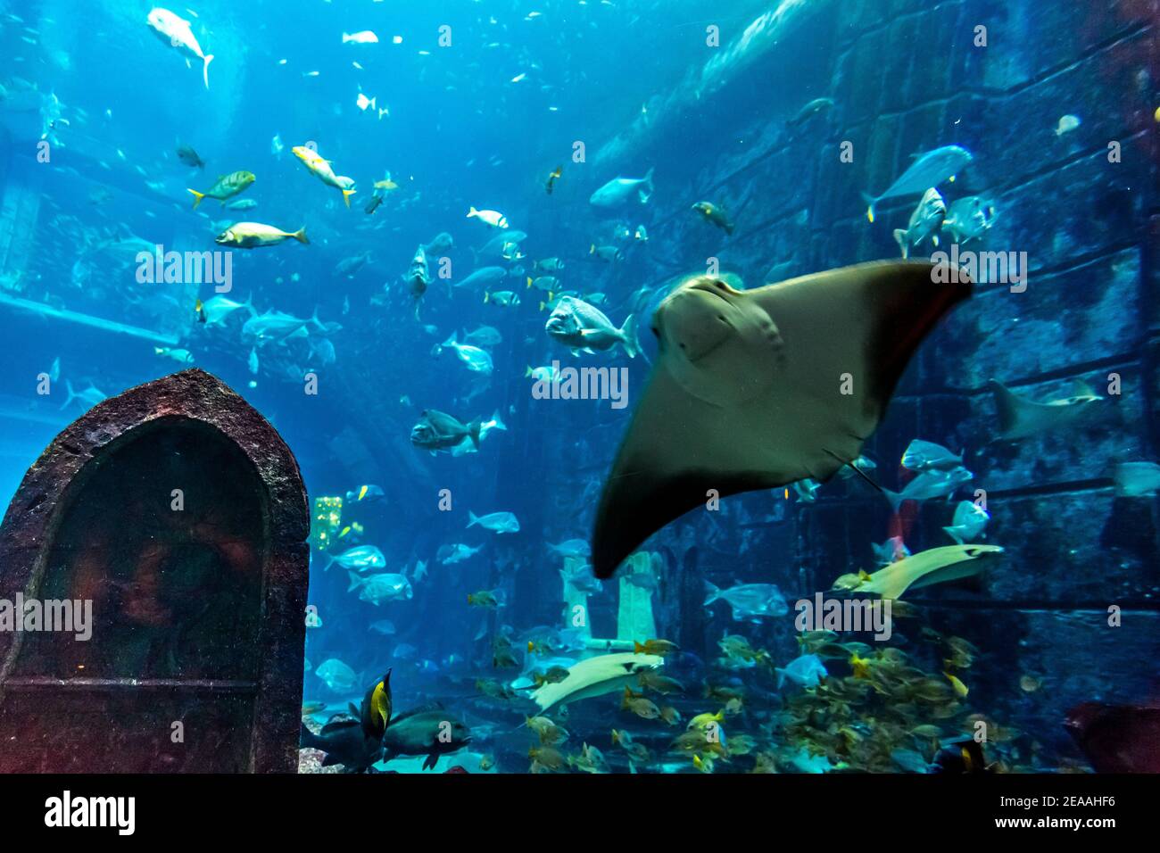 Photo of a tropical fish on a coral reef in Dubai aquarium Stock Photo ...