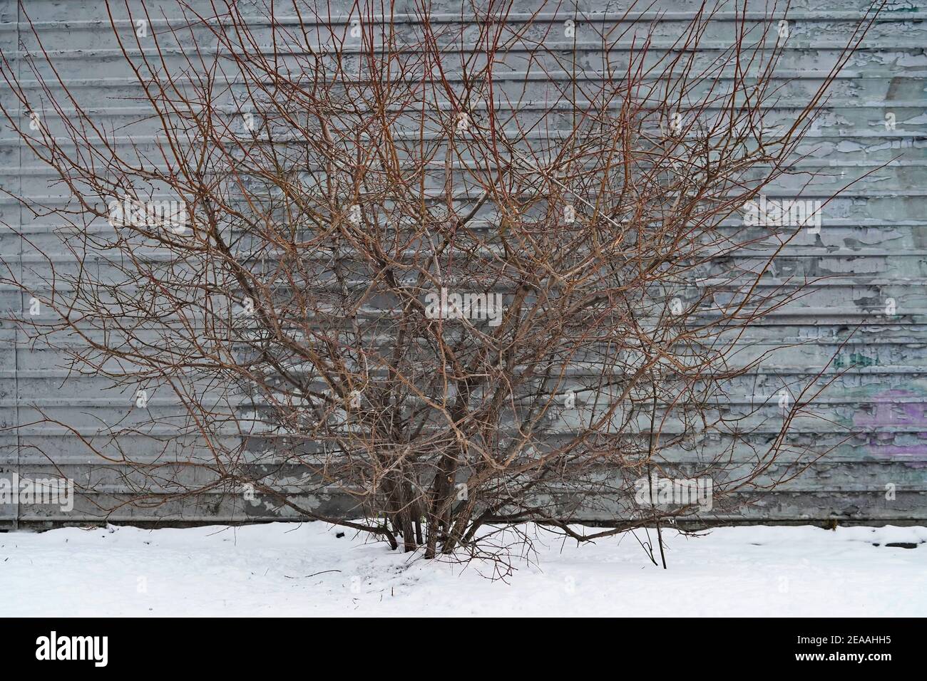 Frozen leaves on fence hi-res stock photography and images - Alamy