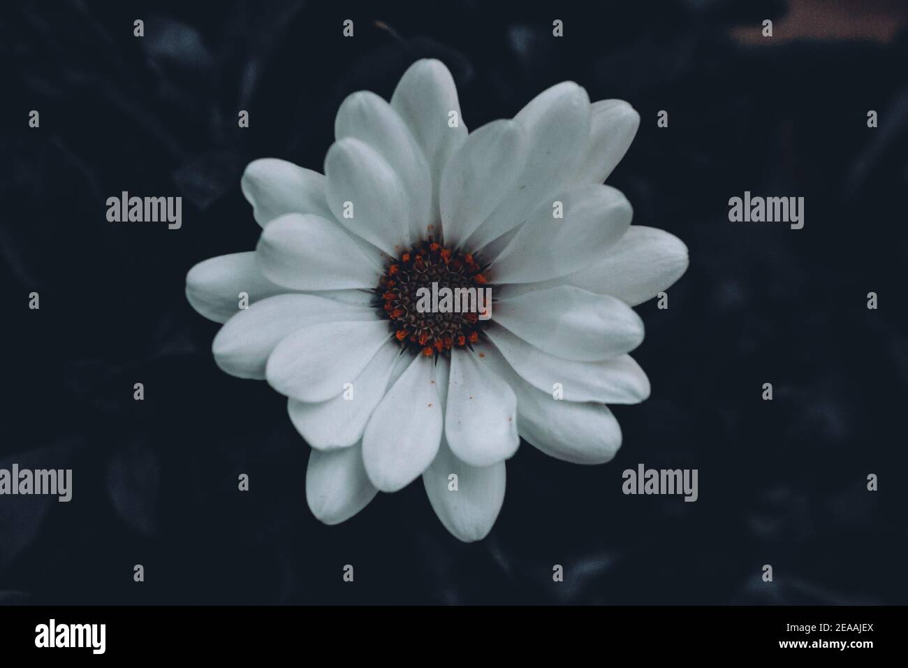 White winter daisy Stock Photo - Alamy