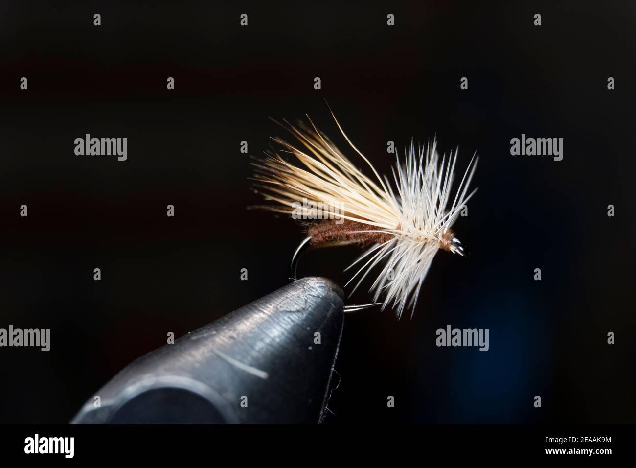 Caddis flies hi-res stock photography and images - Alamy