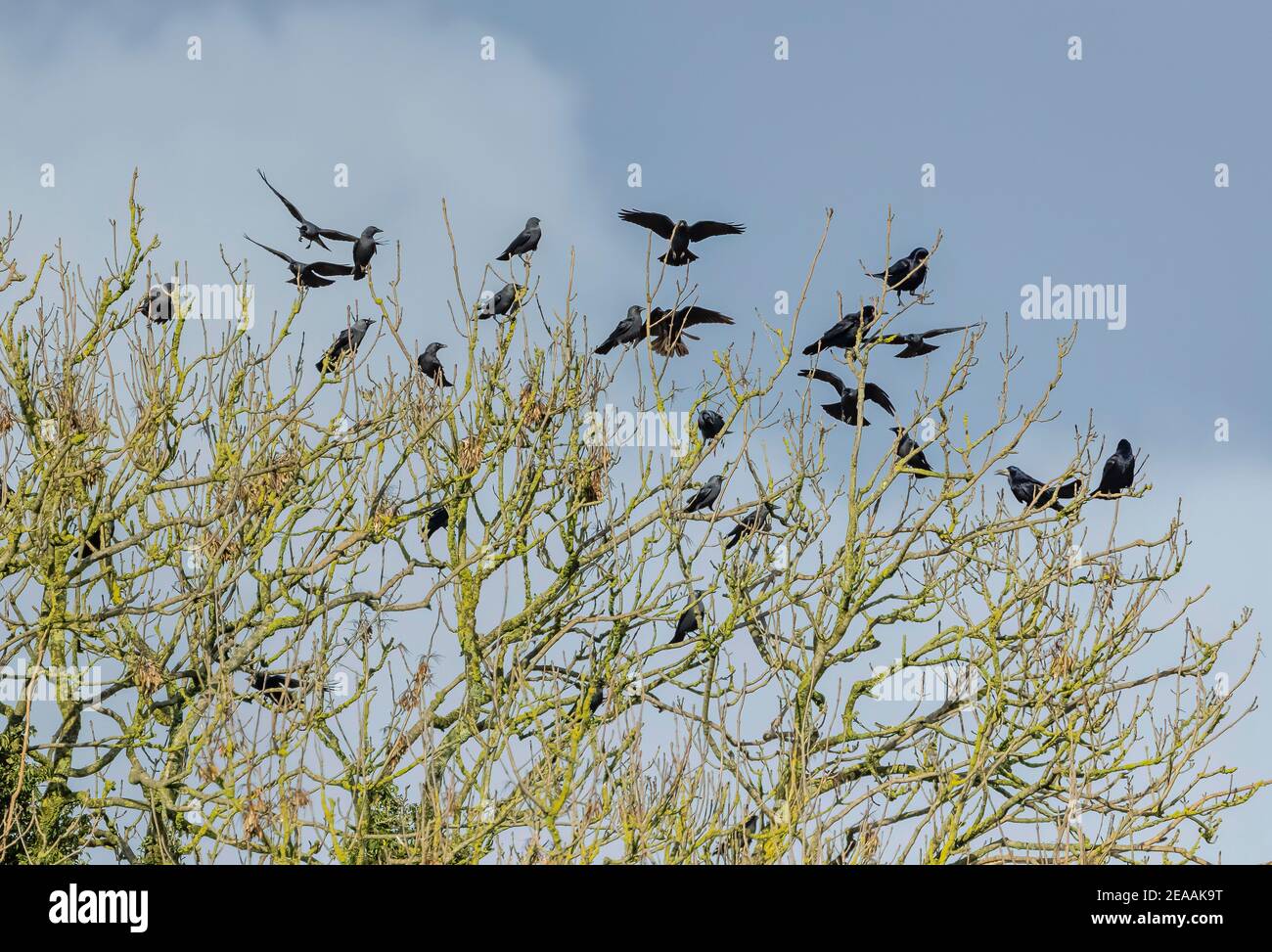 Flock rooks hi-res stock photography and images - Alamy Flock rooks hi-res stock photography and images - Alamy