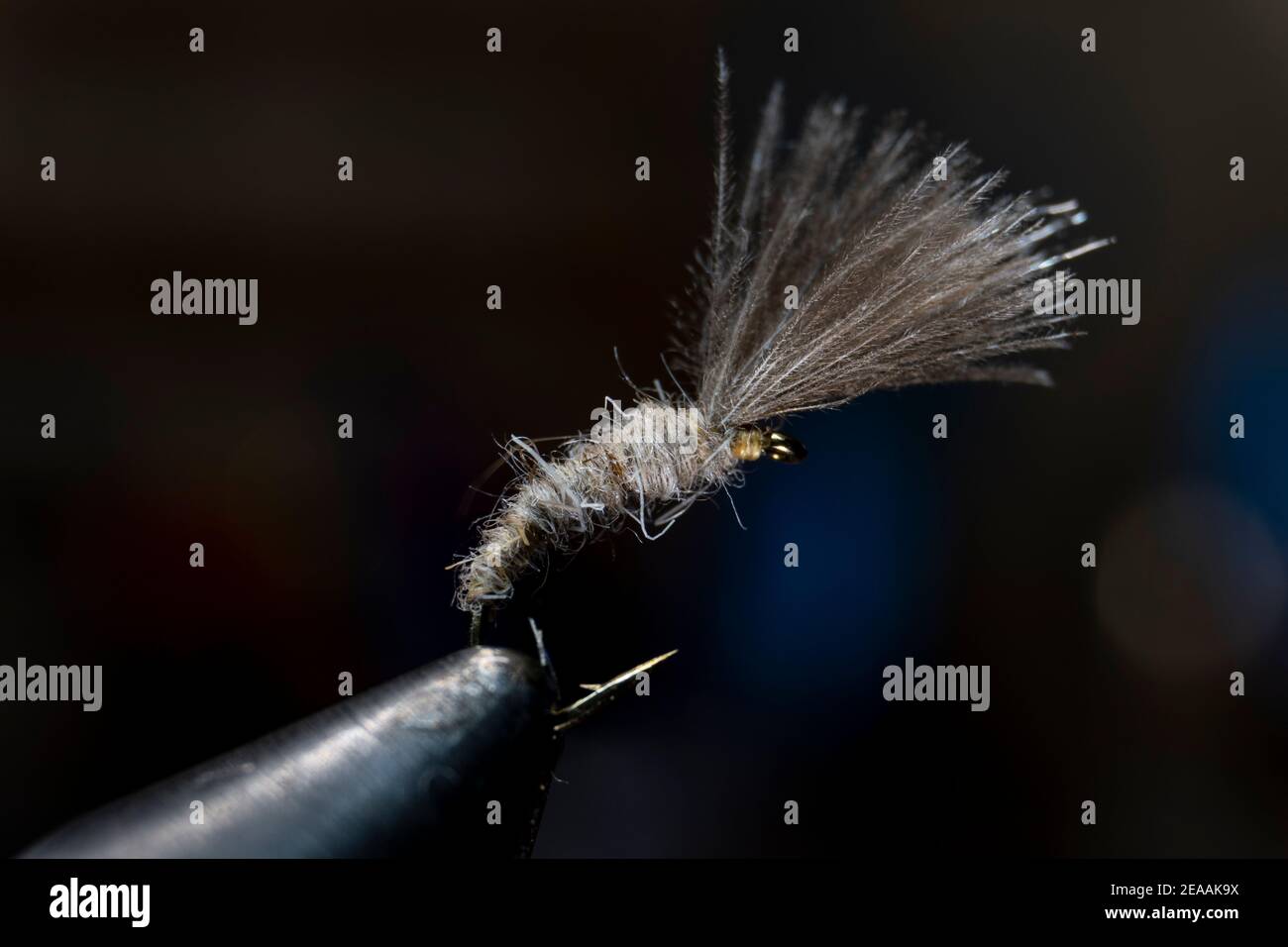 Mole Fly Emerging midge Stock Photo - Alamy