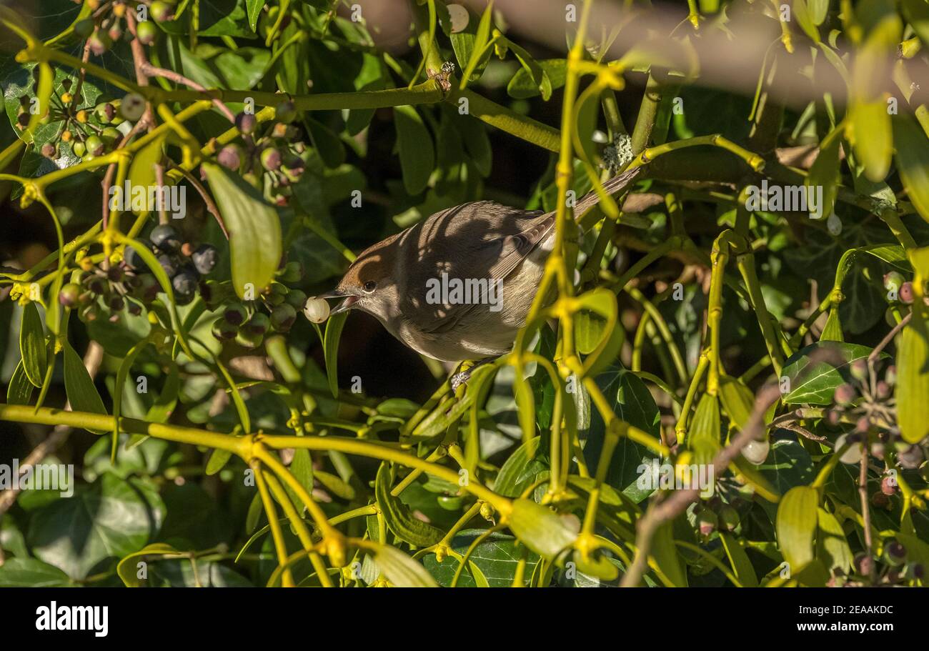 Female Blackcap, Sylvia atricapilla, in apple tree in winter, eating ...