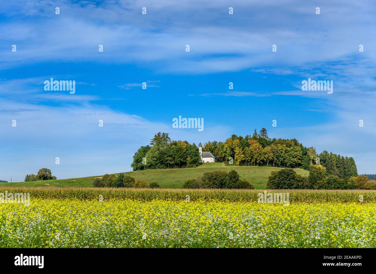 Indian mustard field hi-res stock photography and images - Alamy