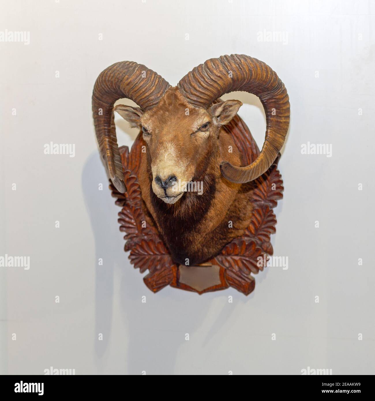 Big Horn Sheep Head Mounted at Wall Trophy Stock Photo - Alamy
