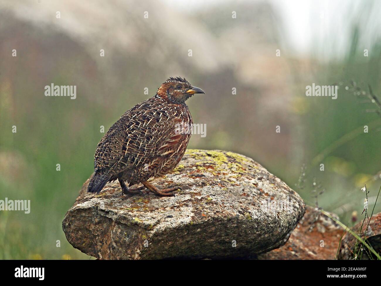 Red winged francolin hi-res stock photography and images - Alamy