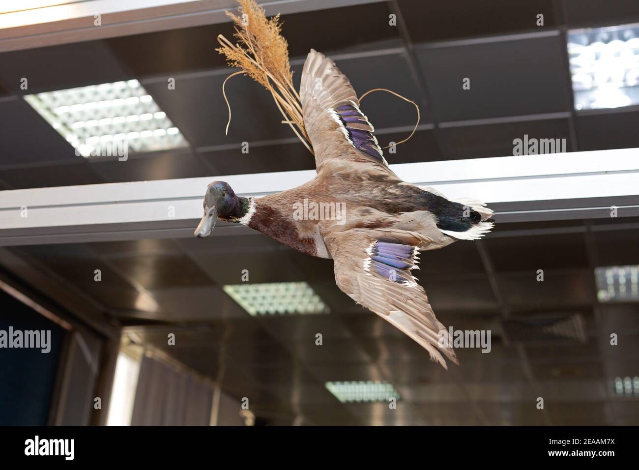 Wild Goose Bird in Flight Taxidermy Trophy Stock Photo - Alamy