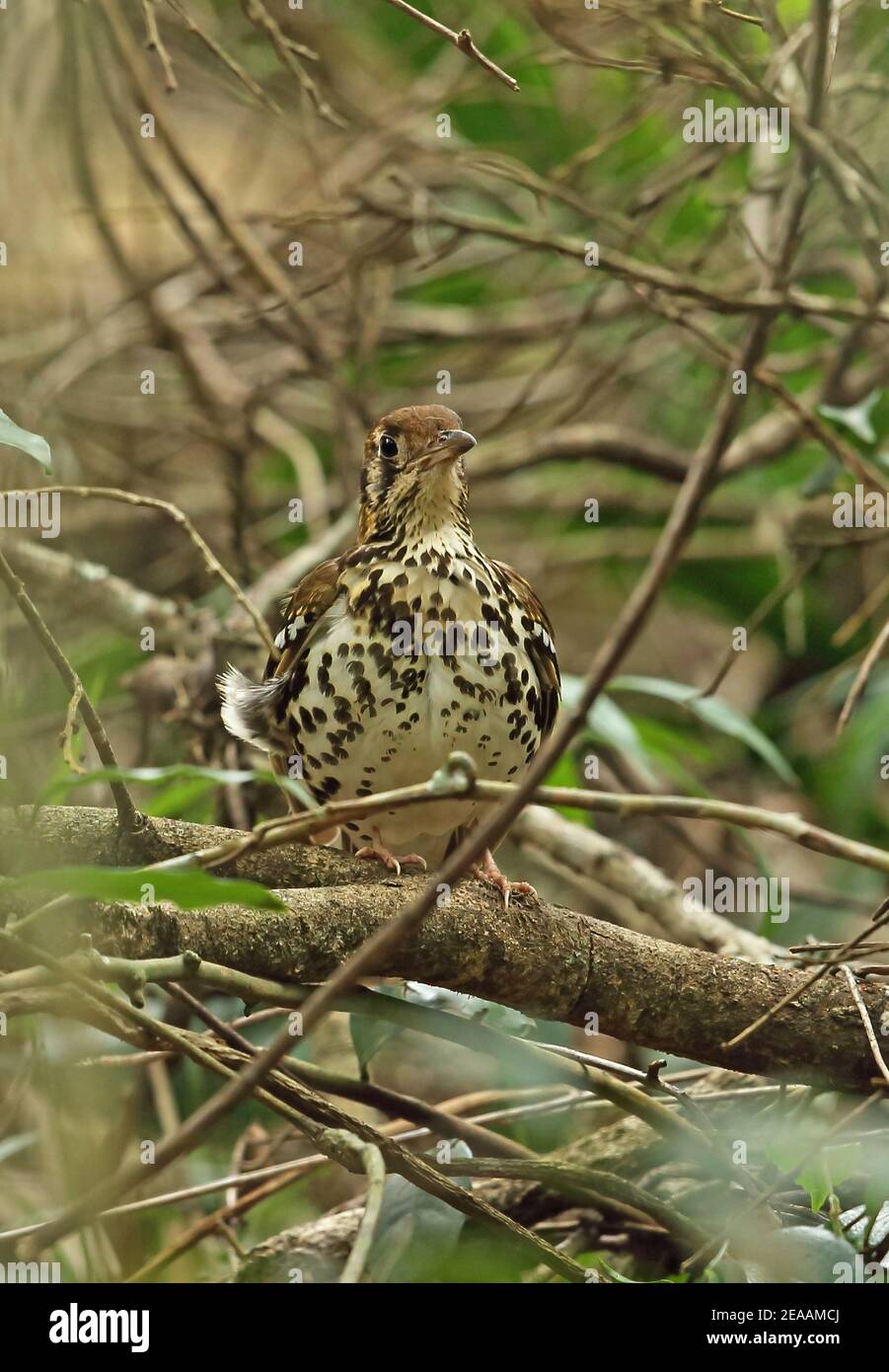 Spotted Ground Thrush (Zoothera guttata guttata) adult perched on ...