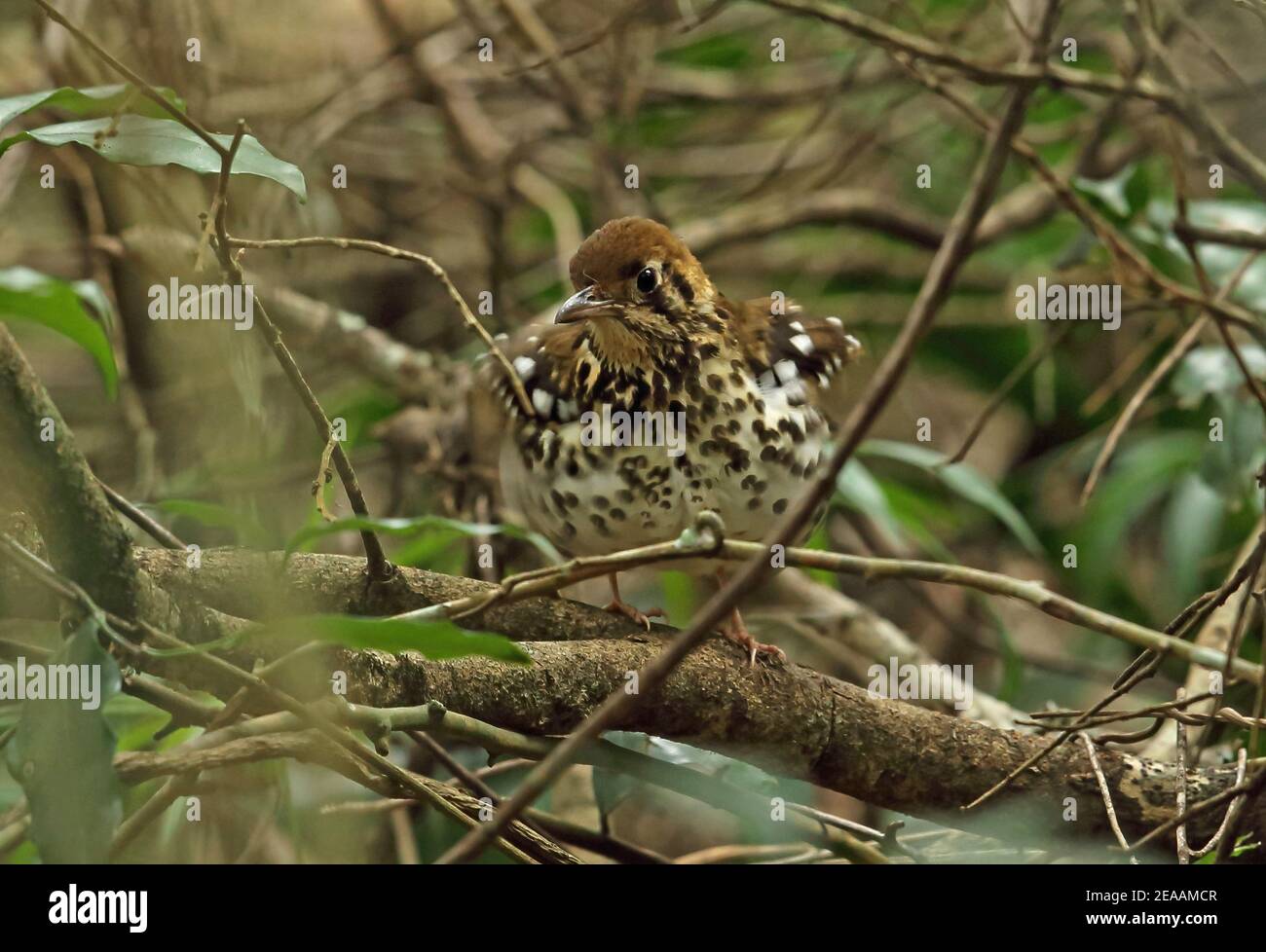 Thrush species hi-res stock photography and images - Alamy