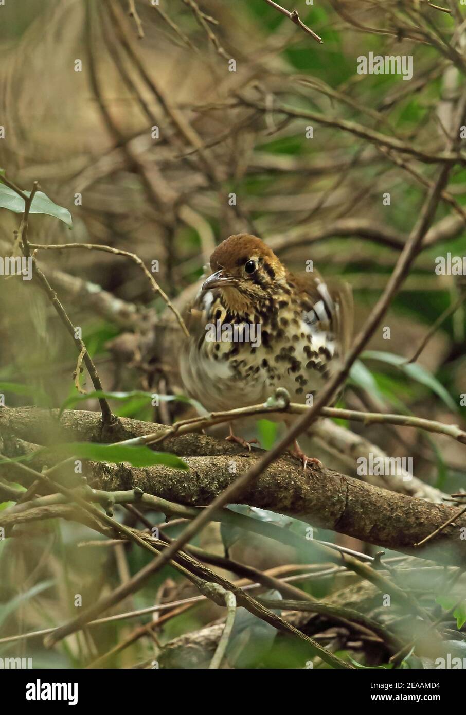 Thrush species hi-res stock photography and images - Alamy