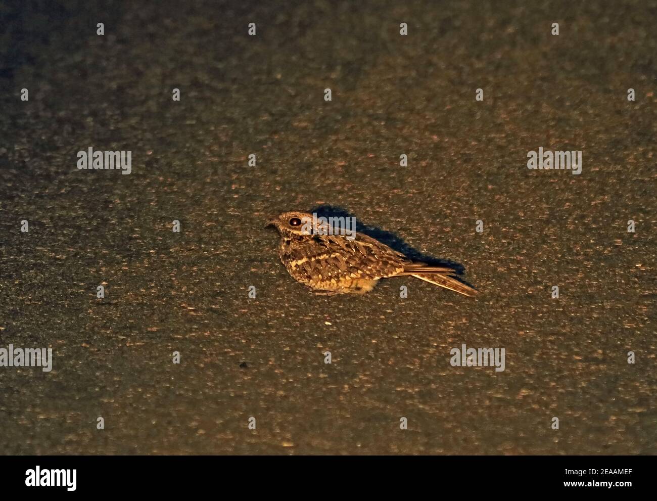 Resting on road at night hi-res stock photography and images - Alamy