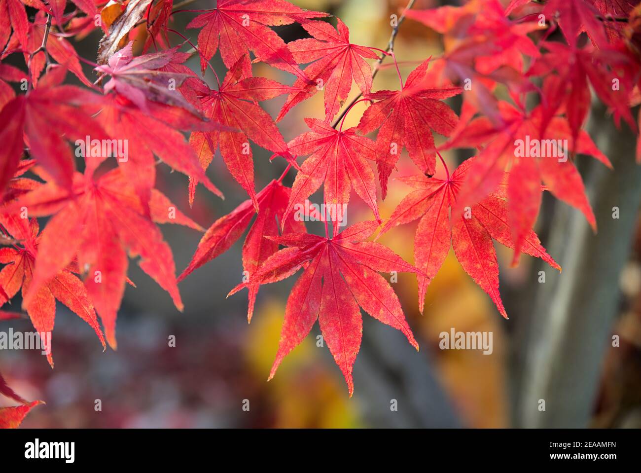 Leaves of red japanese maple during autumn, Acer Japonicum Stock Photo ...