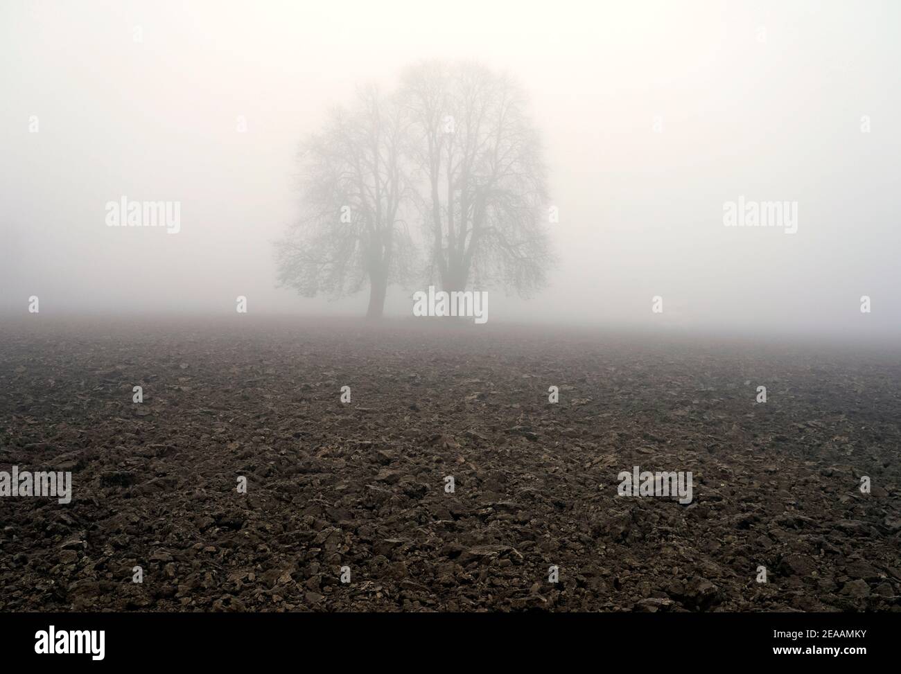 Trees without leaves hi-res stock photography and images - Alamy