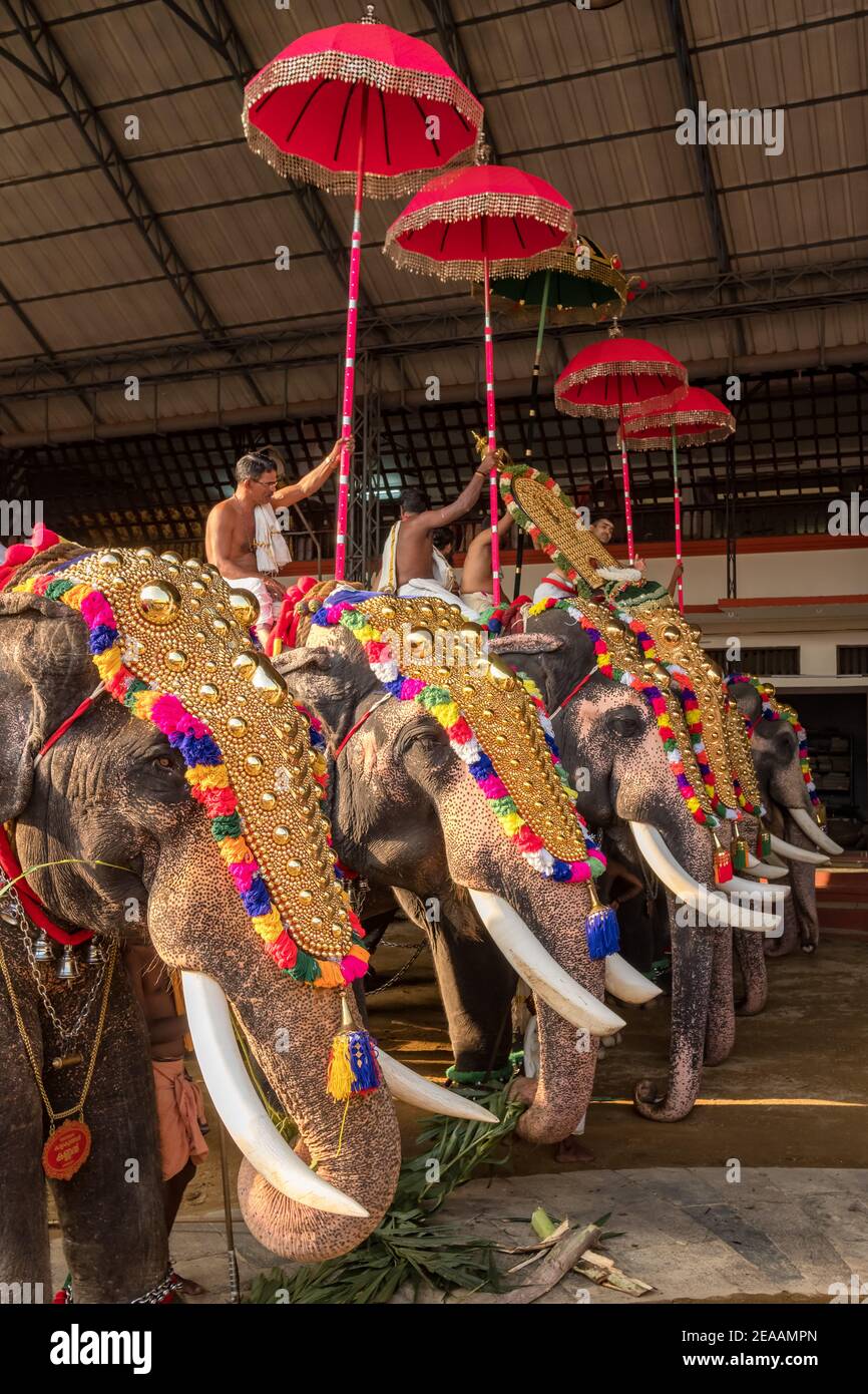 Decorated Kerala Elephants