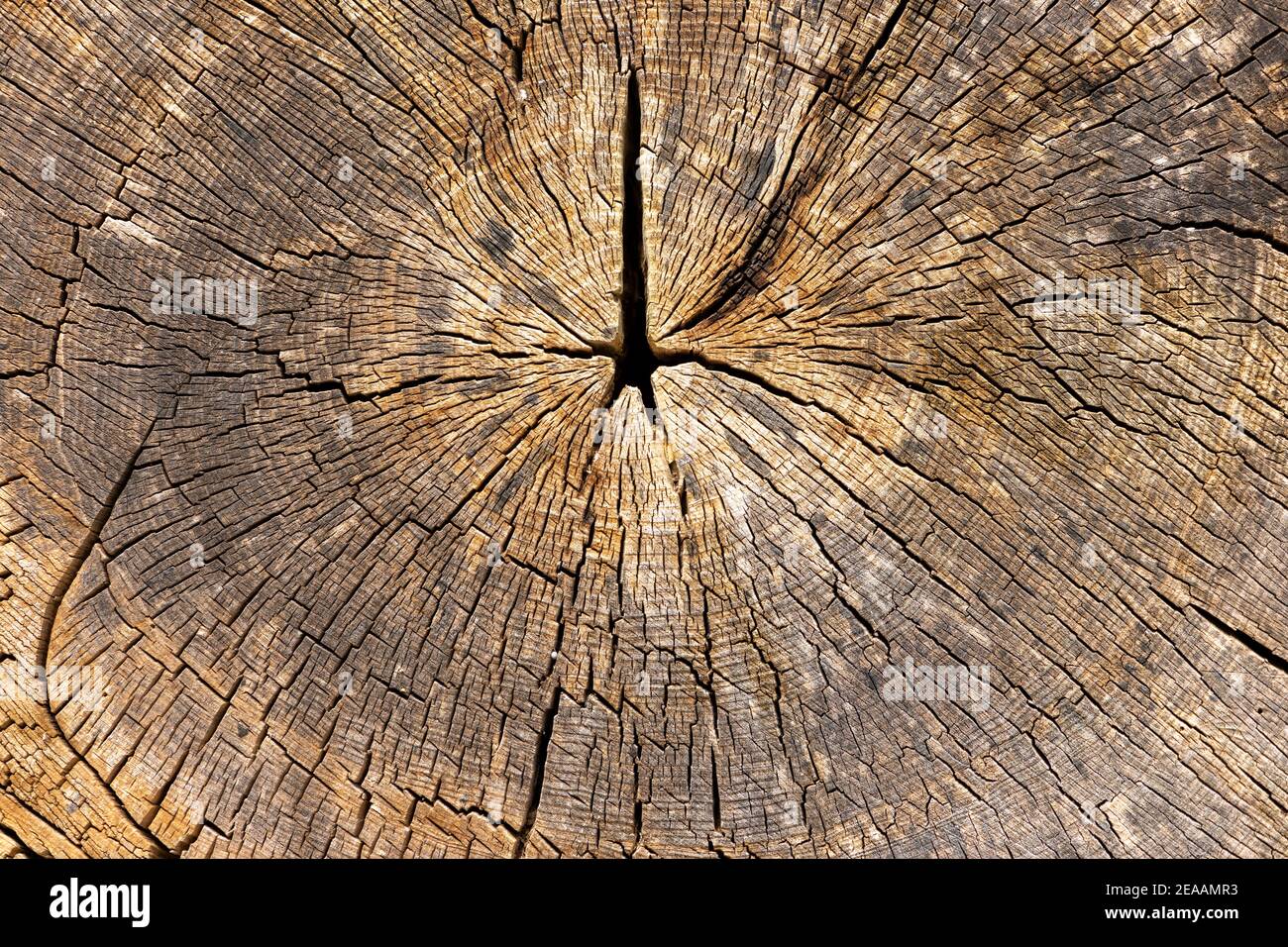Tree slice with drying cracks Stock Photo - Alamy