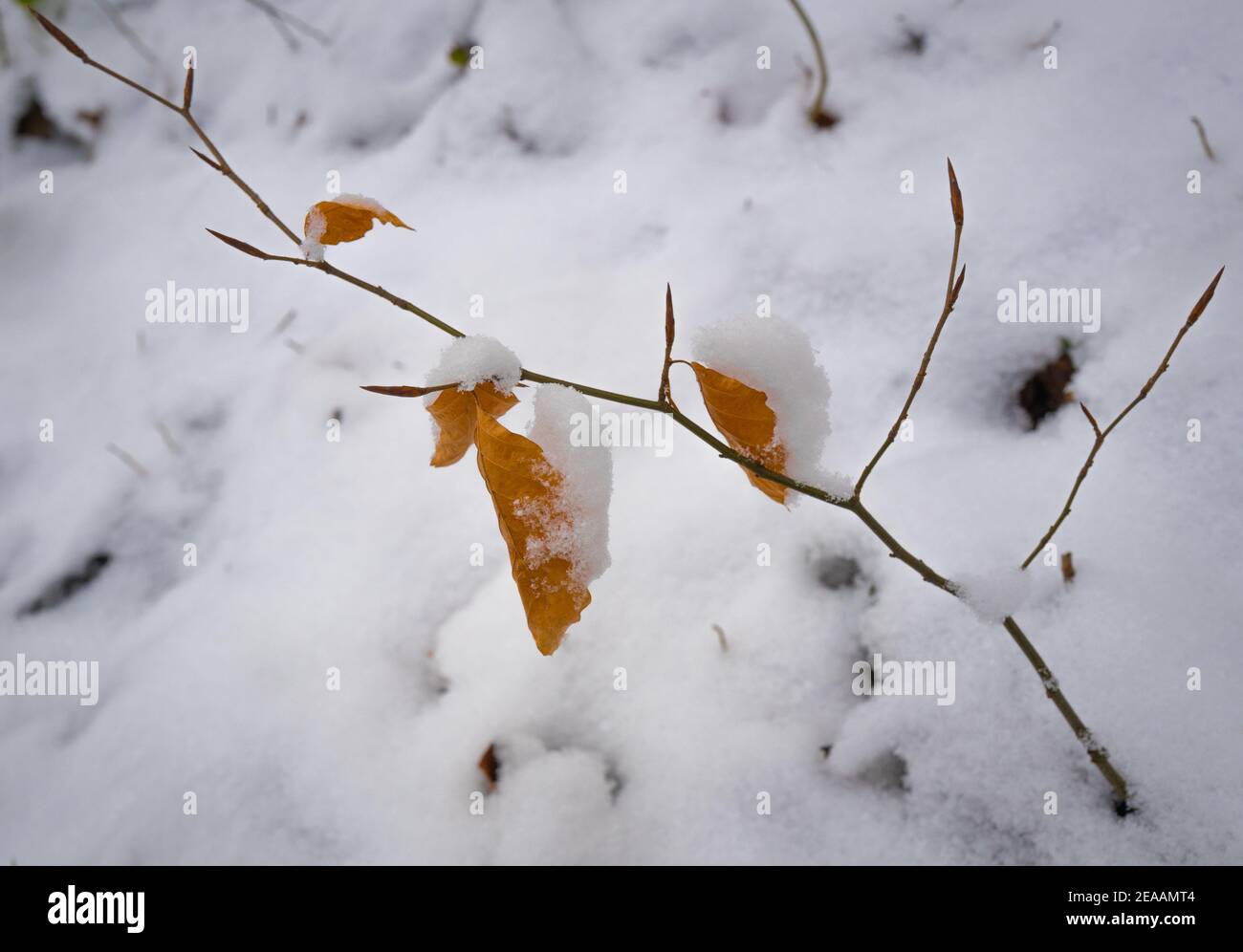 Young Beech tree saplings in snow Stock Photo - Alamy