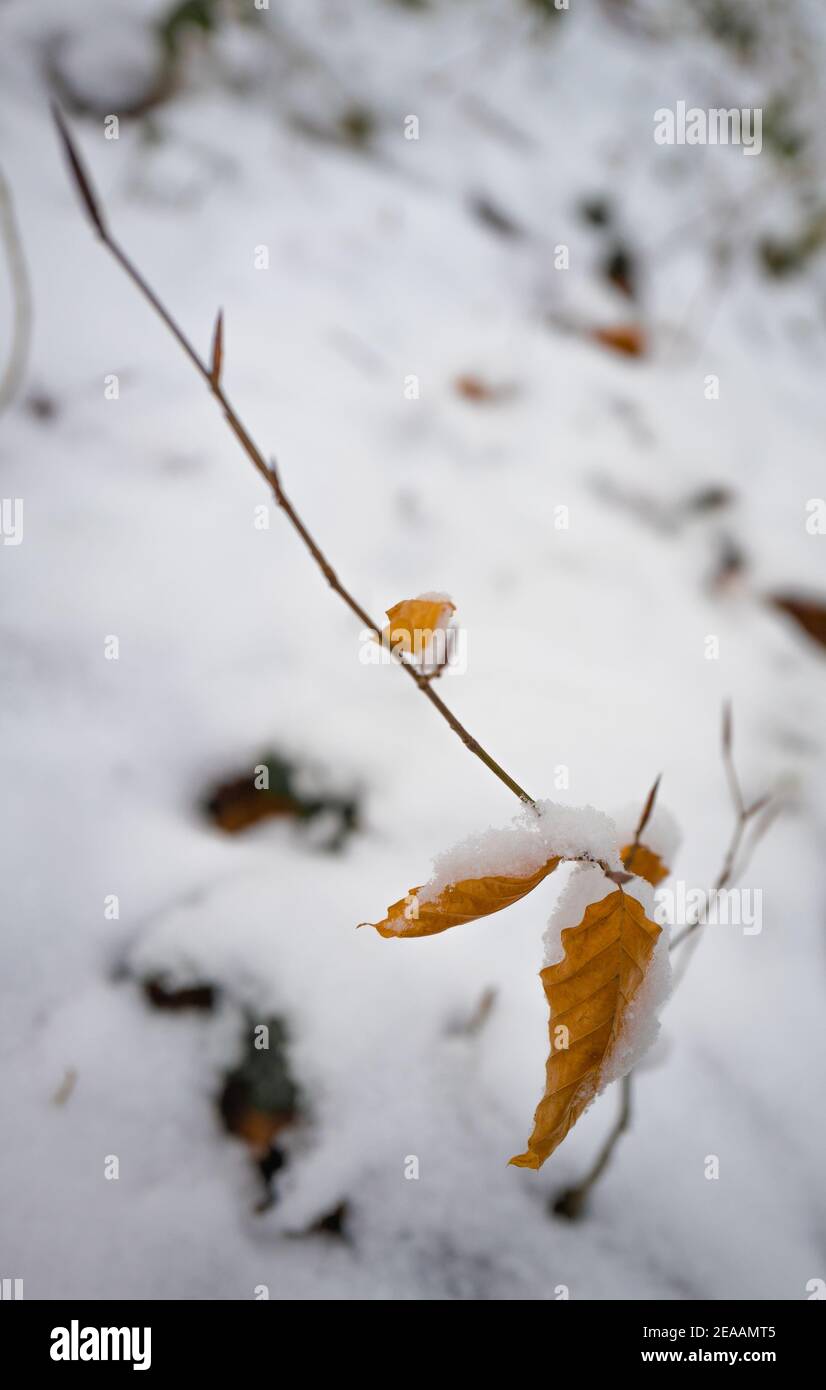 Saplings and leaves hi-res stock photography and images - Alamy