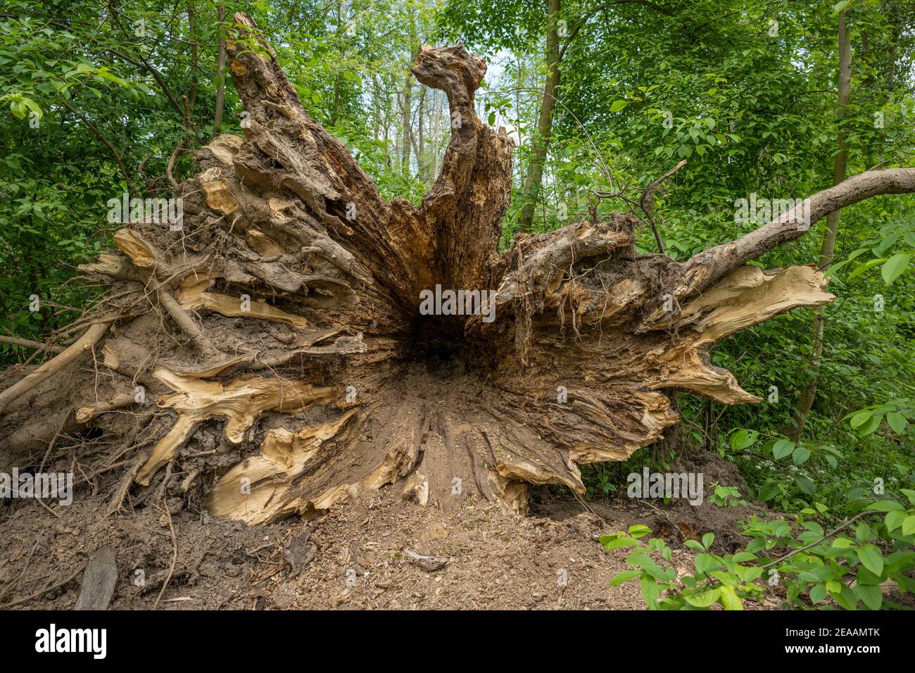 Dried out tree hi-res stock photography and images - Alamy