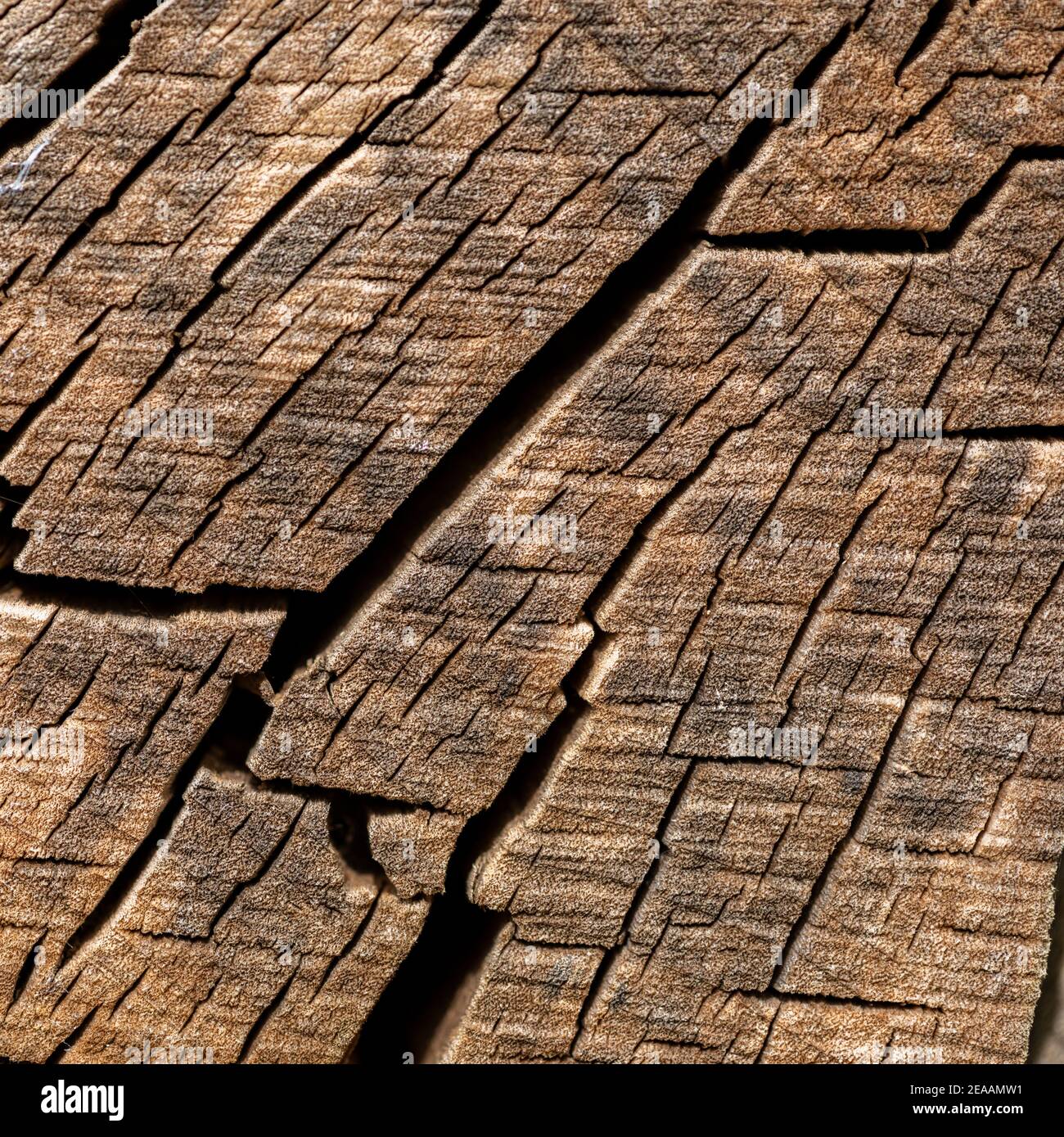 Tree slice with drying cracks Stock Photo - Alamy