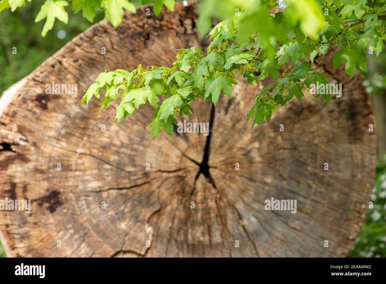 Tree slice with drying cracks Stock Photo - Alamy