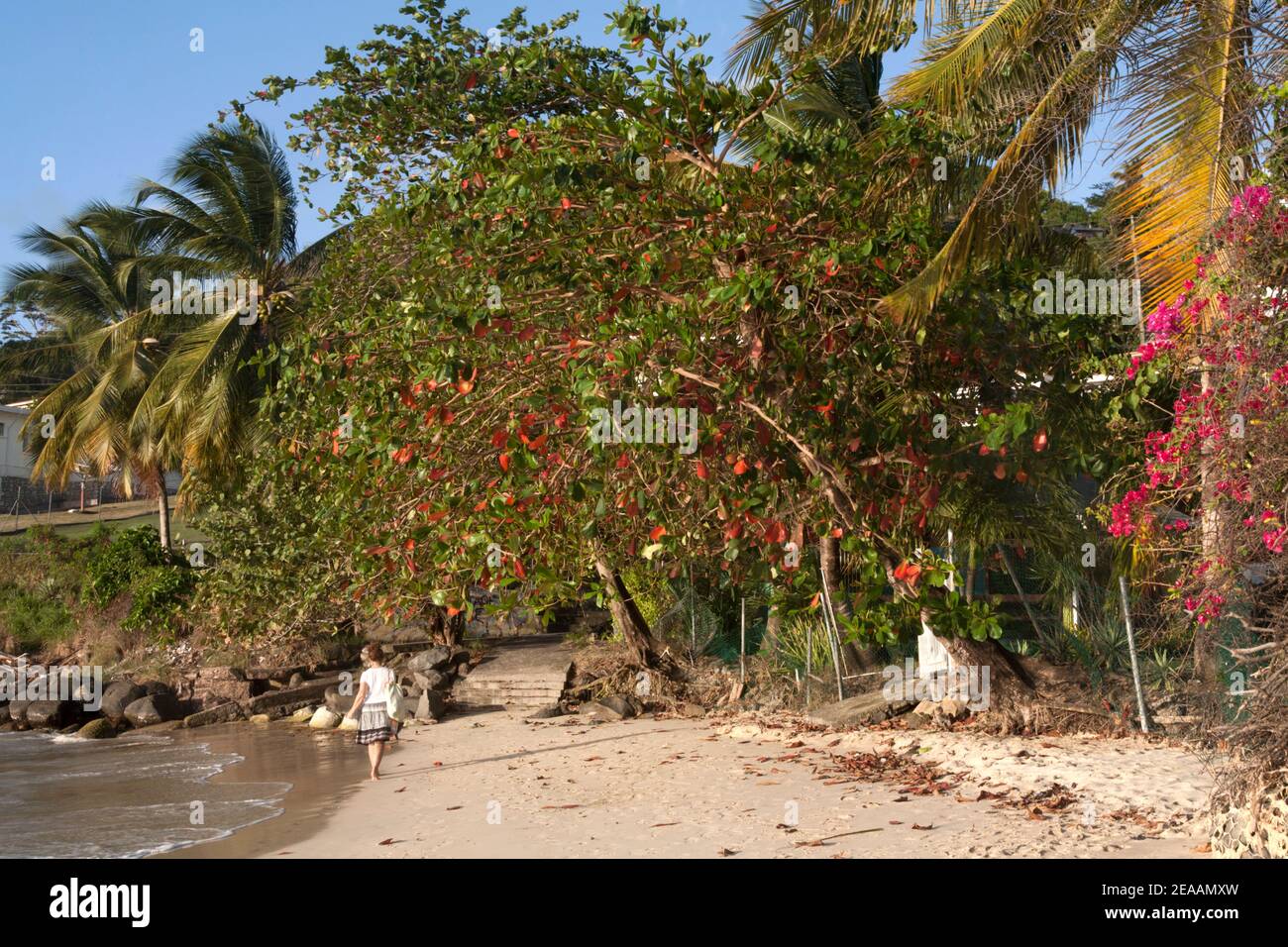 trees at end of grand anse beach grenada windward island west indies ...