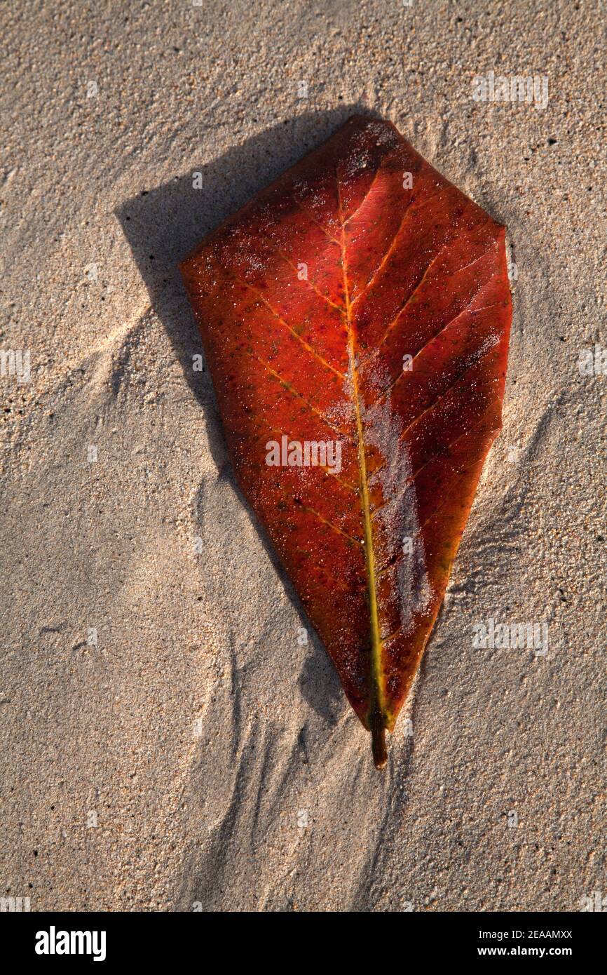 Sandy leaf hi-res stock photography and images - Alamy