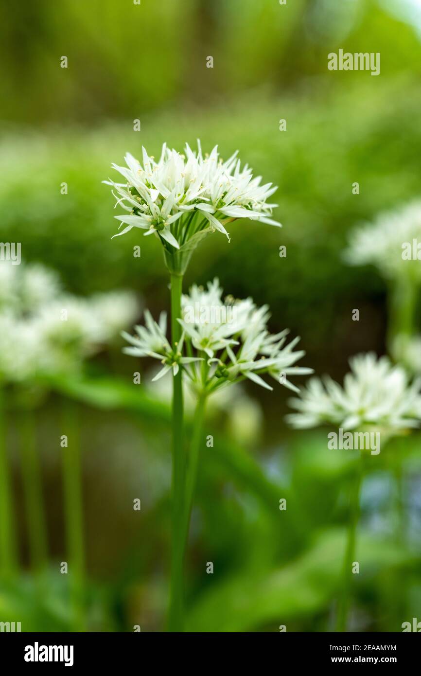Wild garlic (Allium ursinum), species of the genus Allium Stock Photo ...