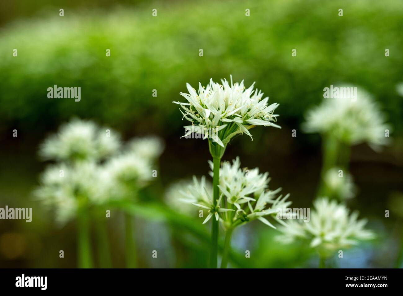 Species of the genus allium hi-res stock photography and images - Alamy