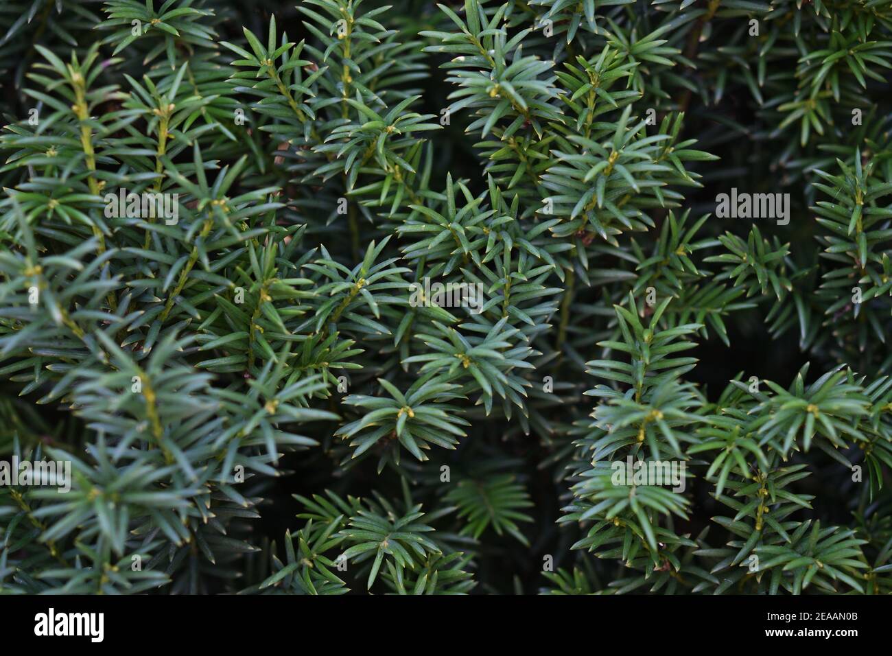 Dark green background of yew branches Stock Photo - Alamy