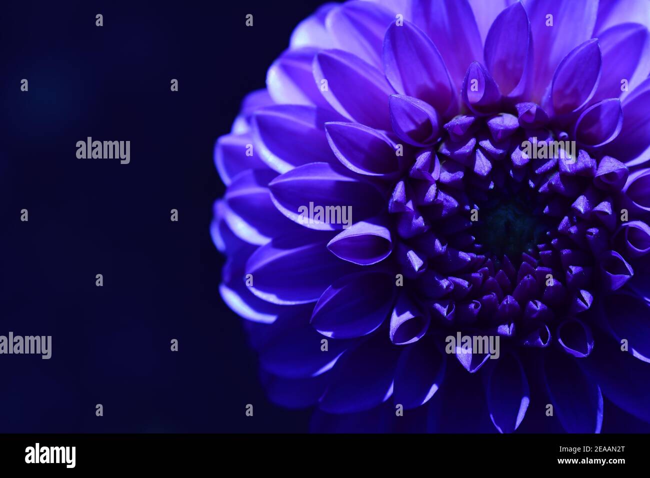 Deep blue flower of chrysanthemum Stock Photo - Alamy