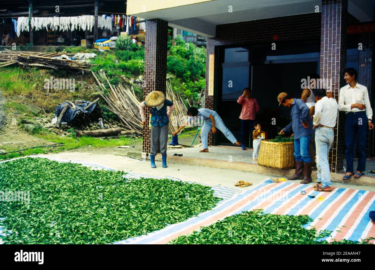 Taiwan Tea Plantation Family Drying Tea Leaves Stock Photo - Alamy