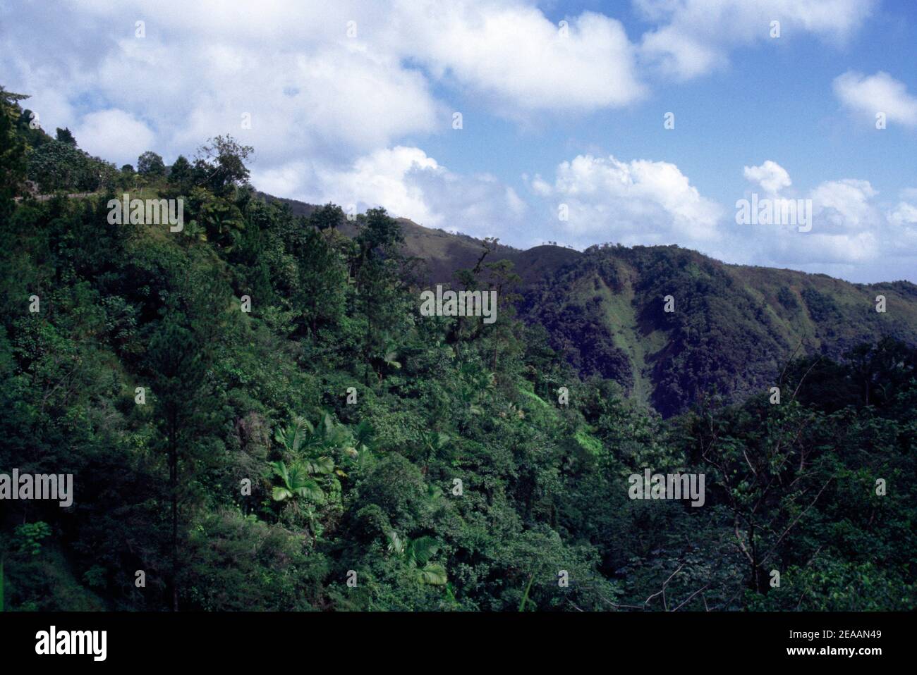 Dominican republic rain forest hi-res stock photography and images - Alamy