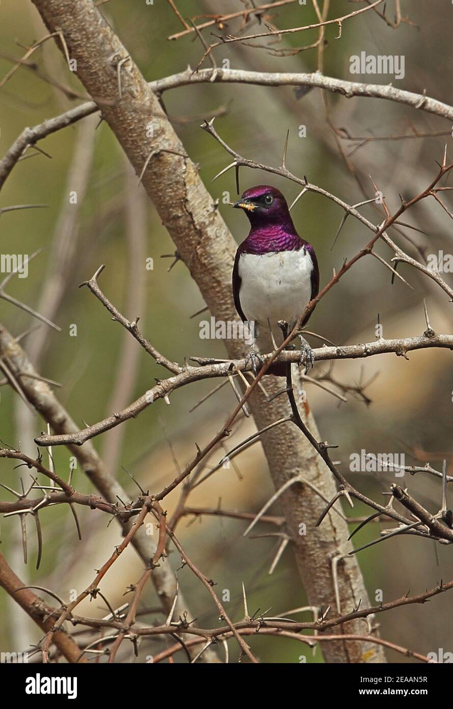 Violet-backed Starling (Cinnyricinclus leucogaster verreauxi) adult ...