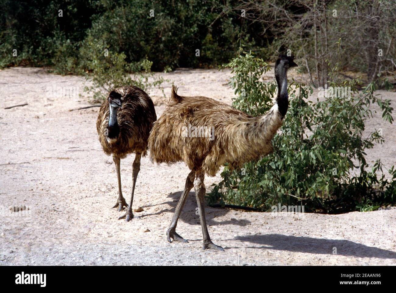 Abu Dhabi UAE Sir Bani Yas Island Arabian Ostrich Stock Photo - Alamy
