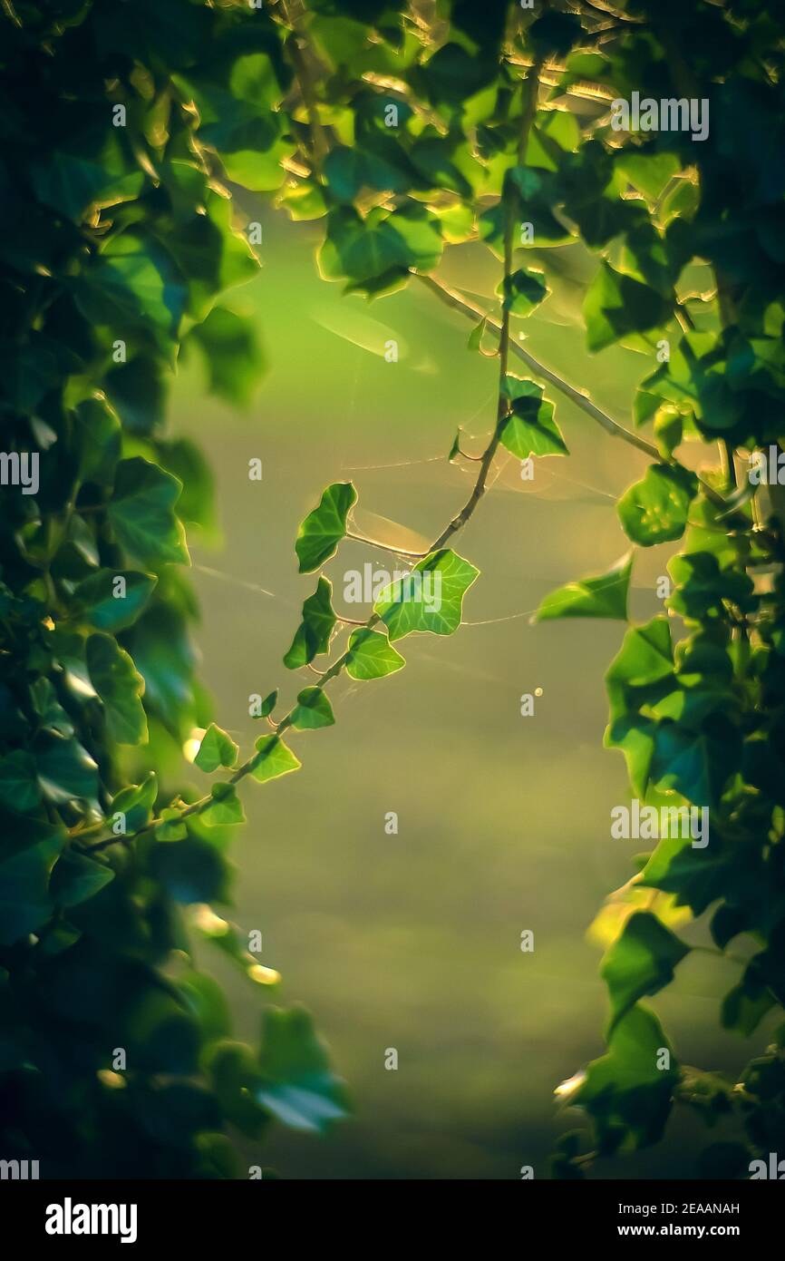 Ivy tendrils hi-res stock photography and images - Alamy
