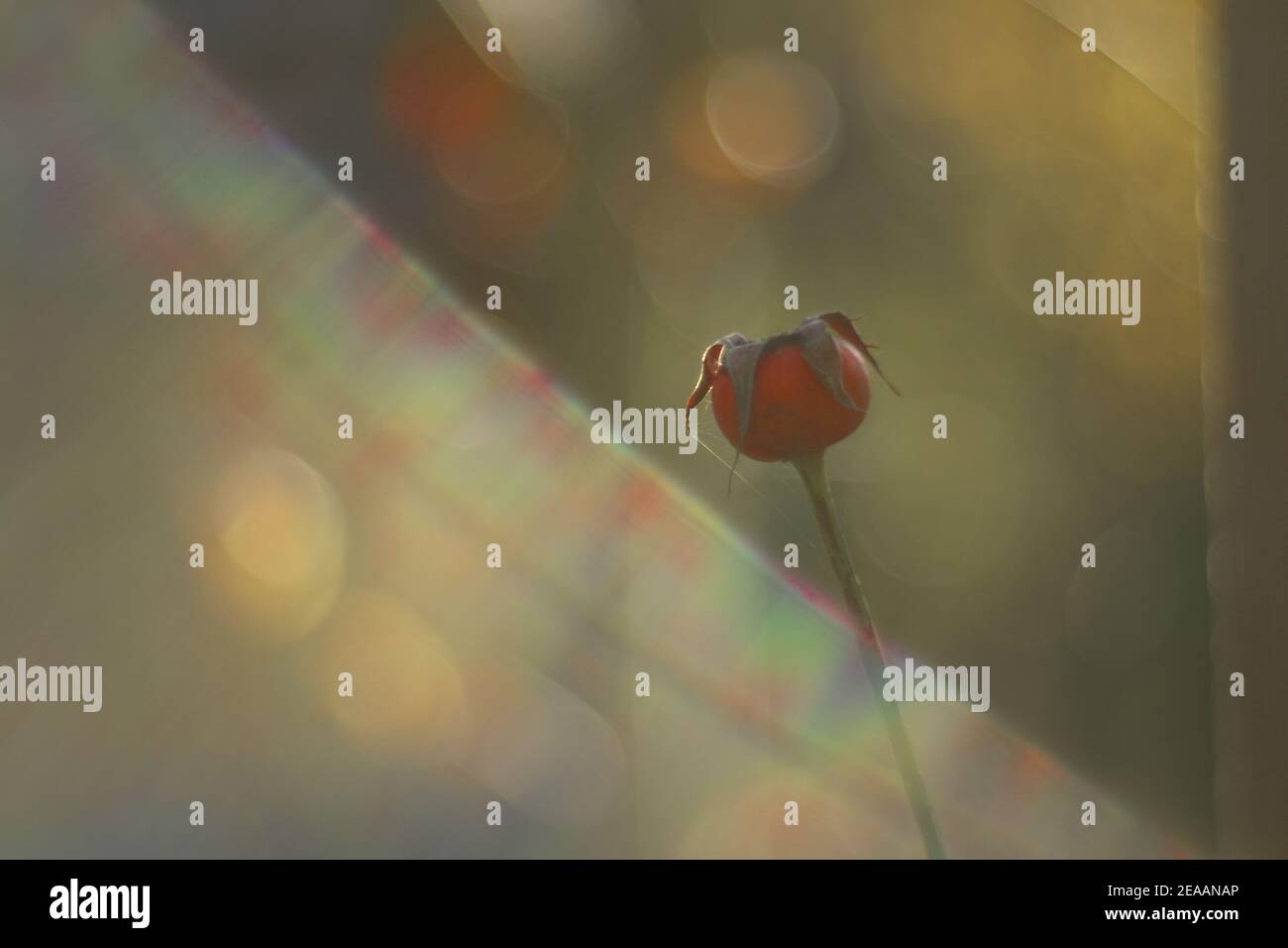 Back light image hi-res stock photography and images - Alamy