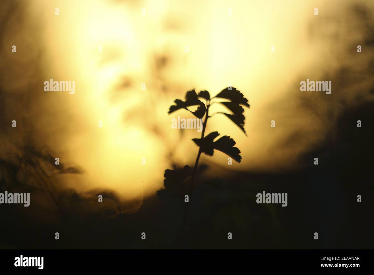 Shrubs background abstract hi-res stock photography and images - Alamy
