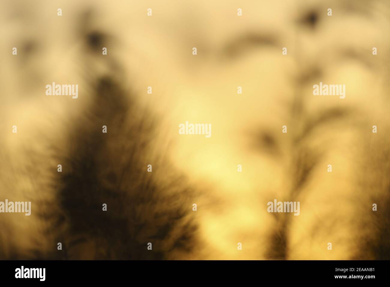 Trees bushes hi-res stock photography and images - Alamy