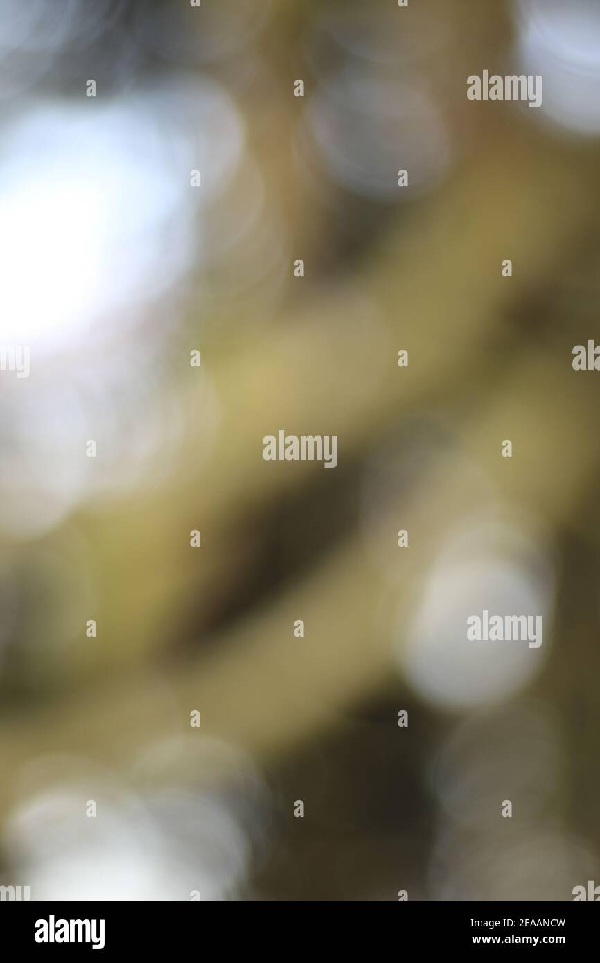 Out of focus plants hi-res stock photography and images - Alamy