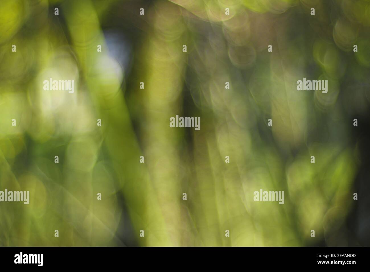 Nature, out of focus, abstract Stock Photo - Alamy