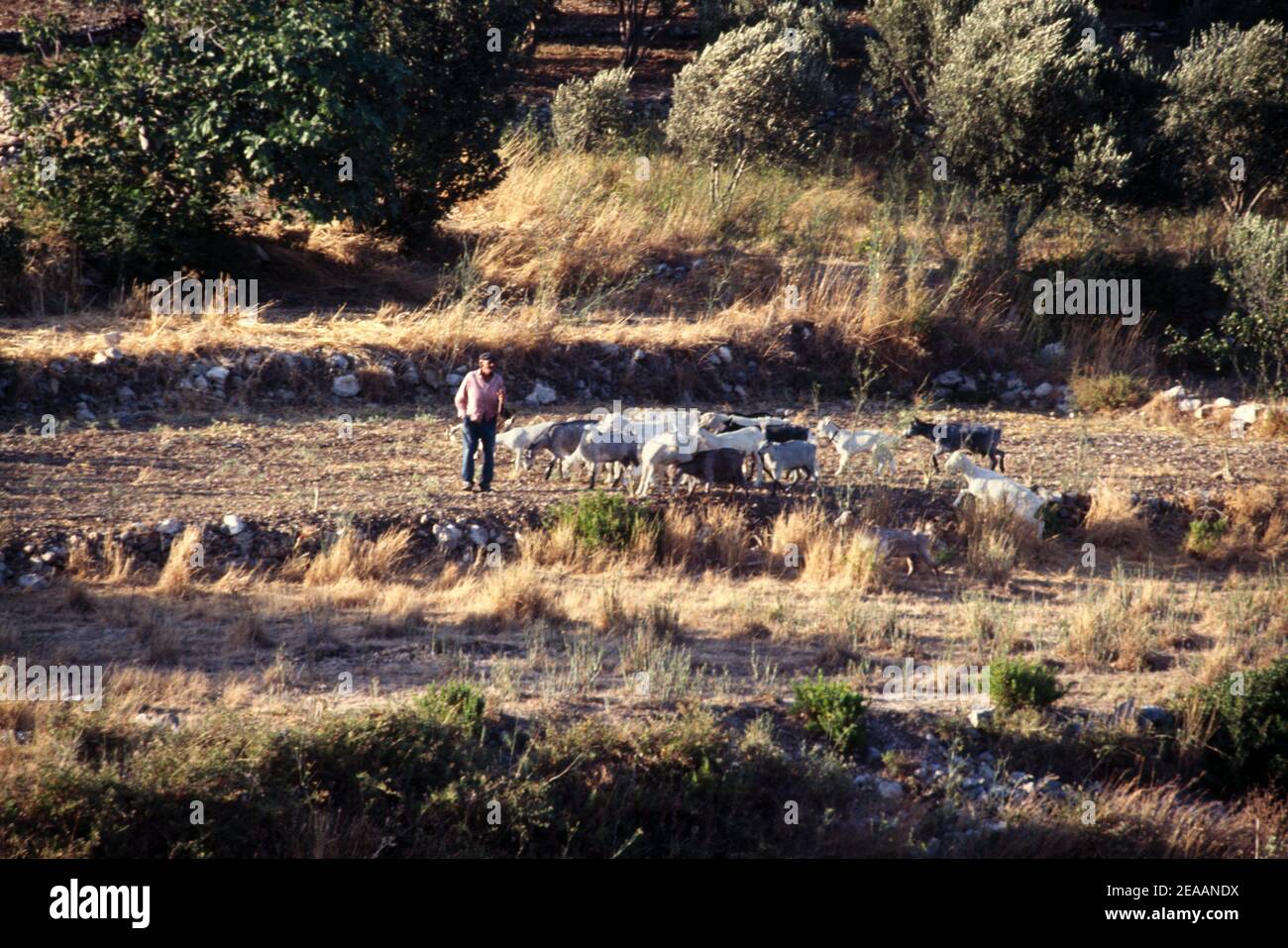 Samos Greece Goat Herding Stock Photo - Alamy