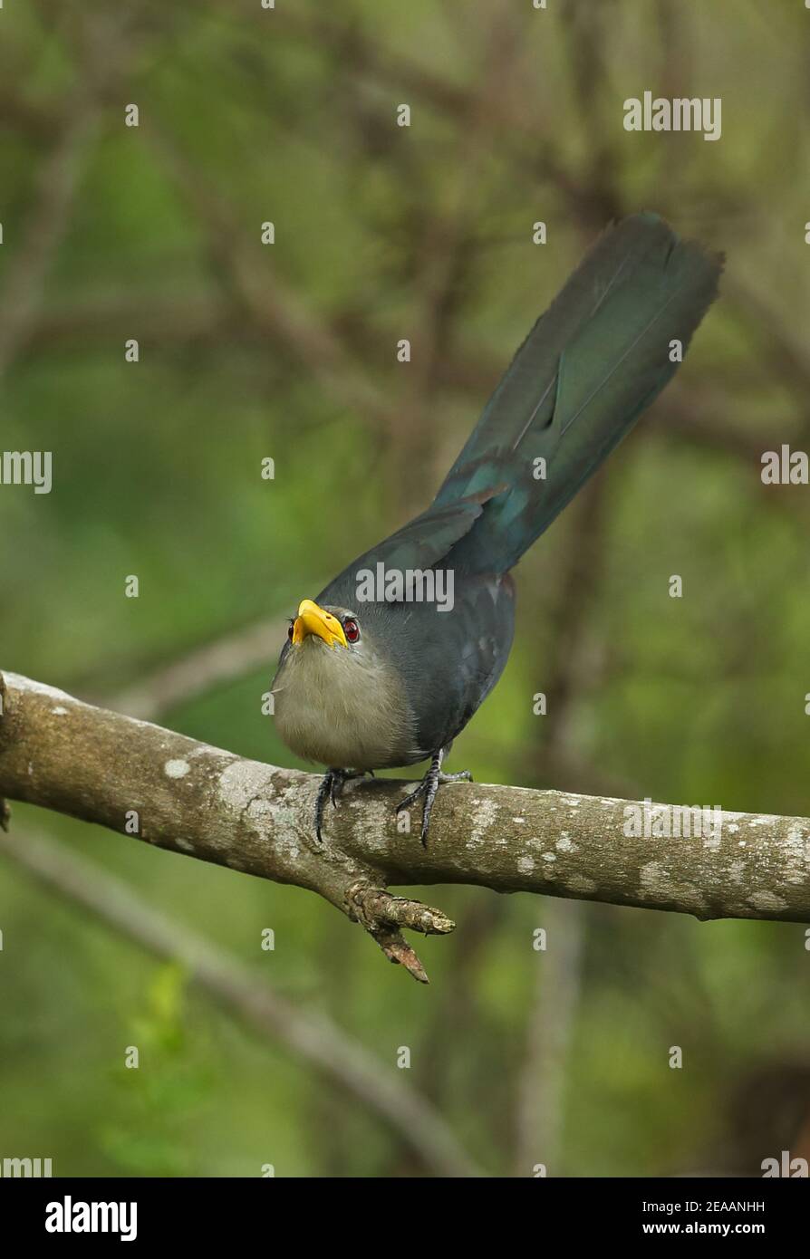 Whistling animal hi-res stock photography and images - Alamy