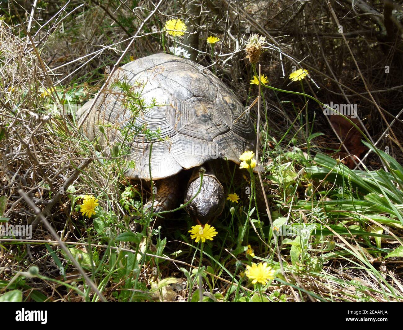 Turtle at capo testa hi-res stock photography and images - Alamy